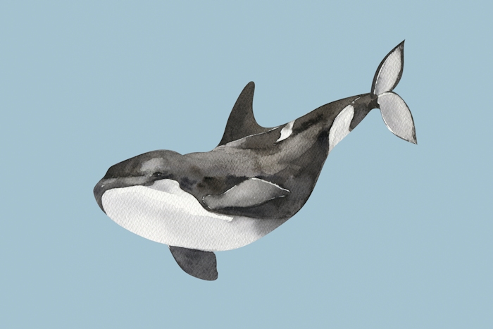 Ocean Orca Wallpaper | happywall.com