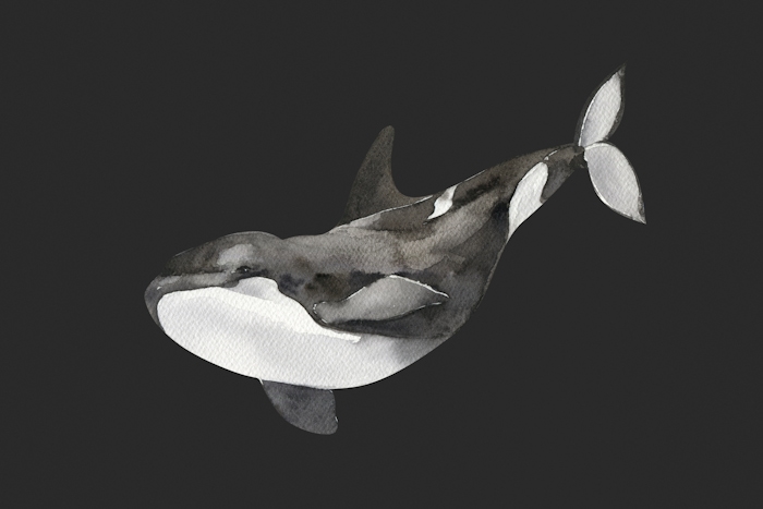 Deep Sea Orca Black and White Wallpaper
