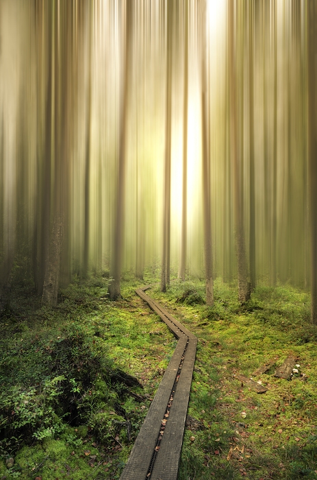 Into the Light Wallpaper | Happywall