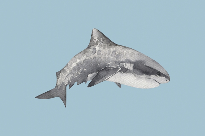 Tiger Shark Wallpaper | Happywall