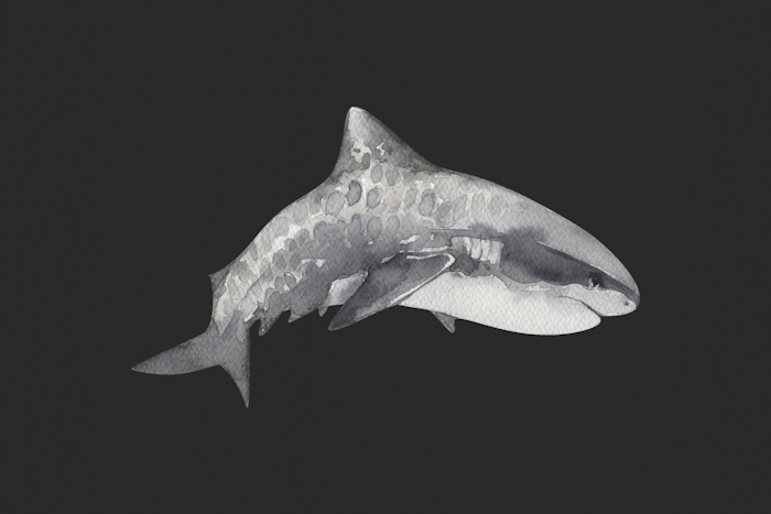 Deep Sea Shark Wallpaper | happywall.com