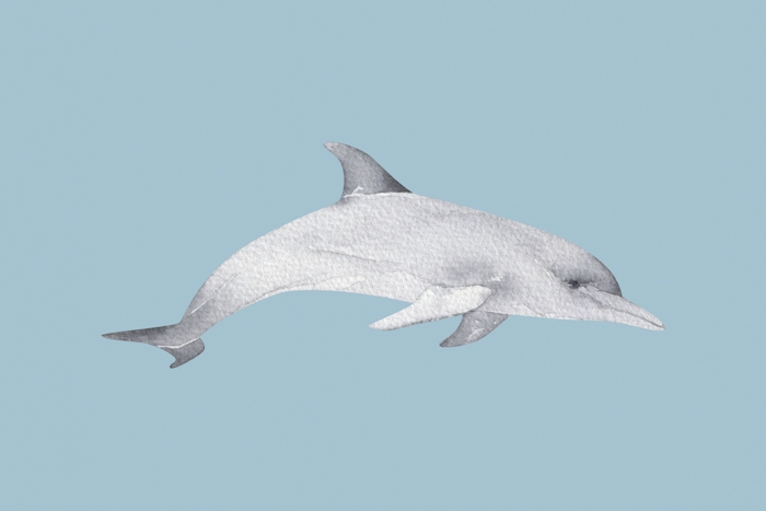 Dolphin in Calm Waters Wallpaper
