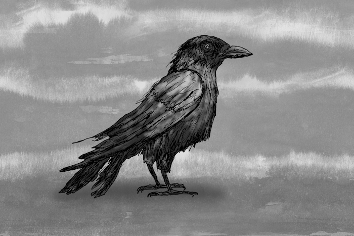 Black Crow Sketch Wallpaper