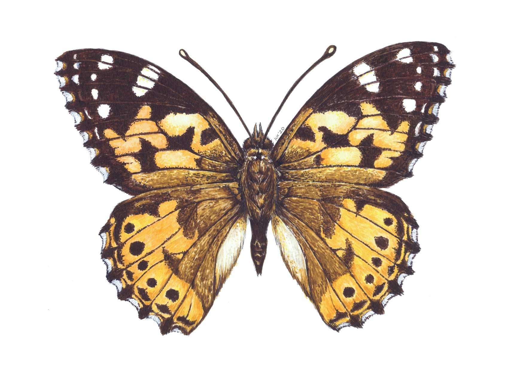 Painted Lady Butterfly Wallpaper - Buy Online | Happywall