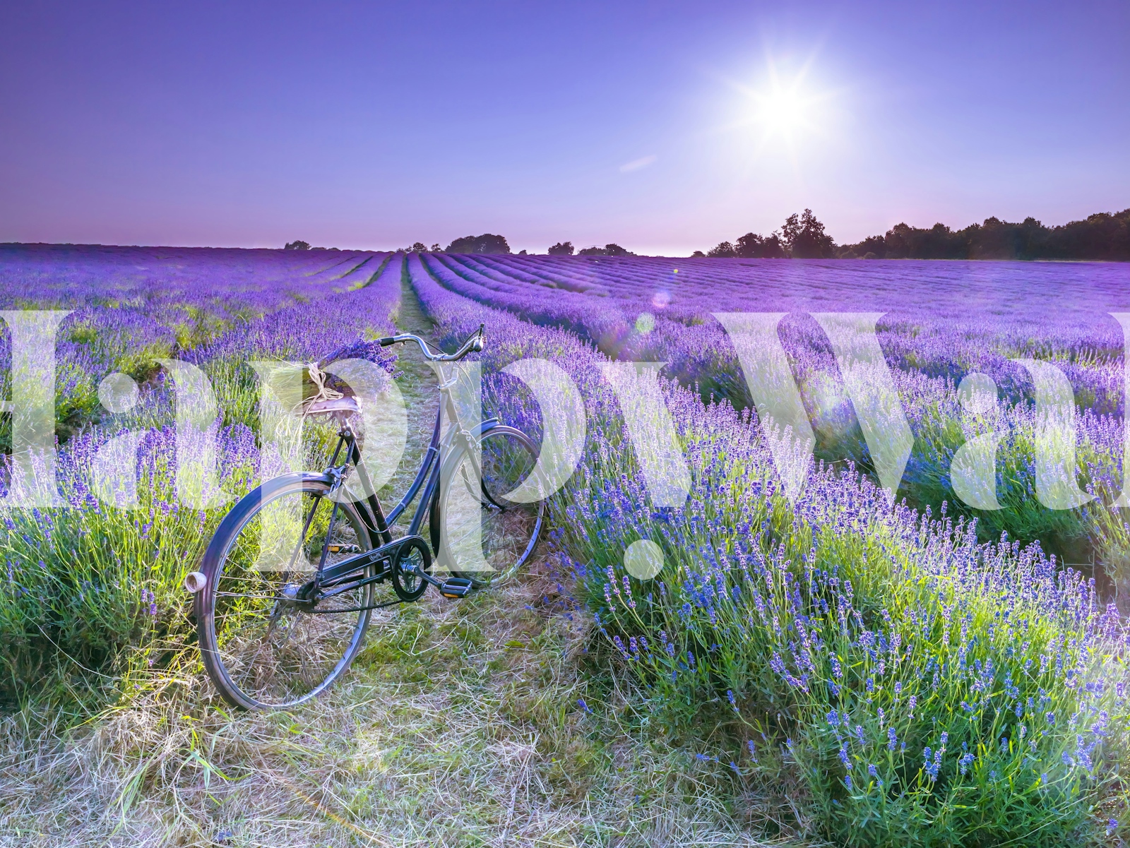 Lavender Field Wallpaper with Bicycle