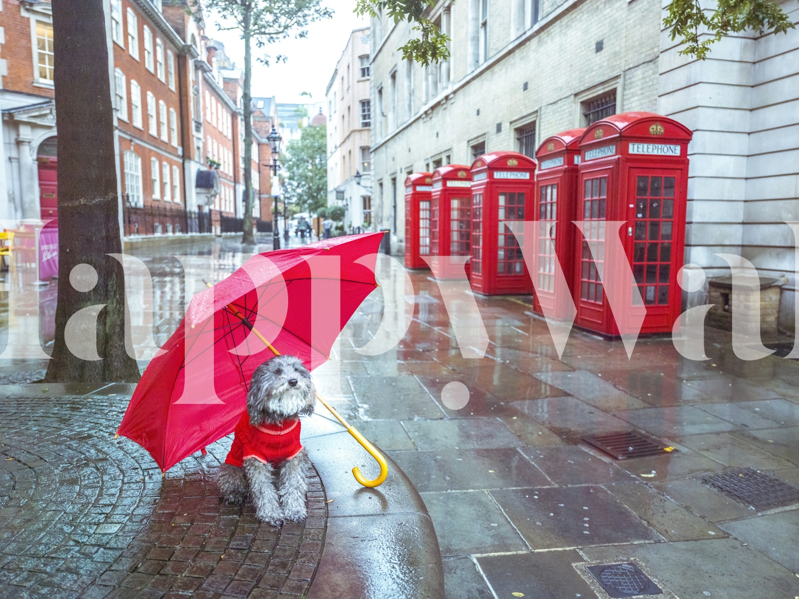 Dog Umbrella London City Wallpaper