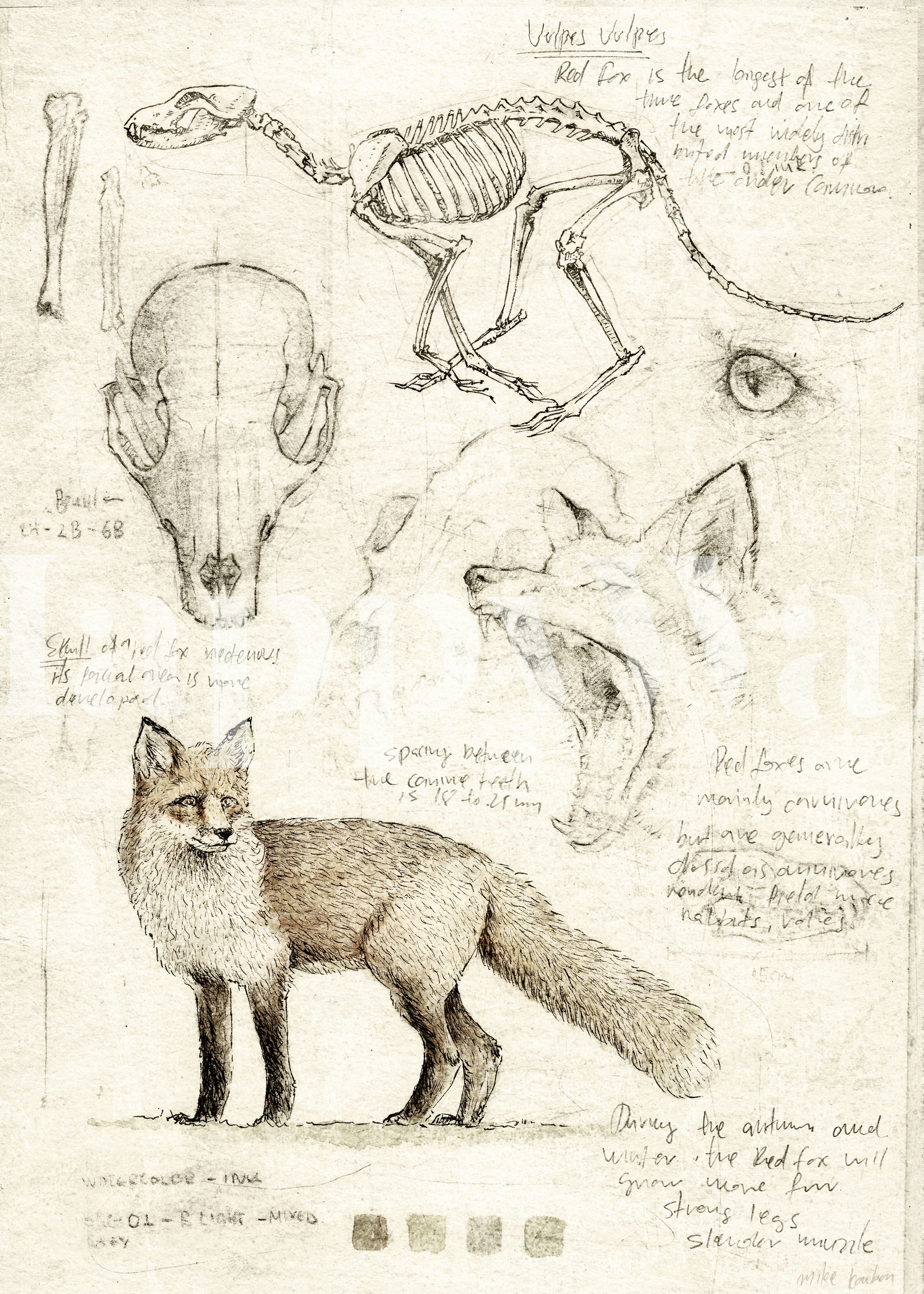 Fox Sketches Wallpaper - Decorate Your Walls with Happywall