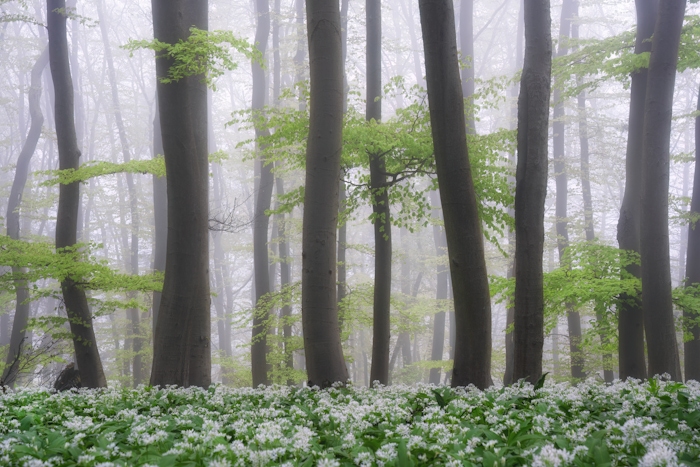 The milky forest Wallpaper - happywall.com