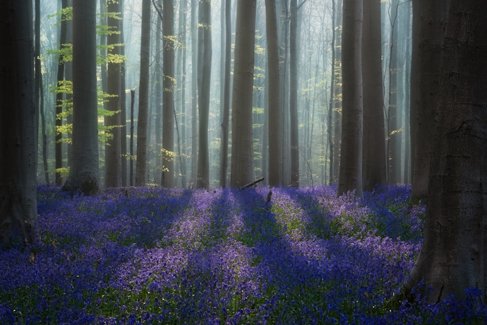 Bluebell heaven Wallpaper | Happywall.com