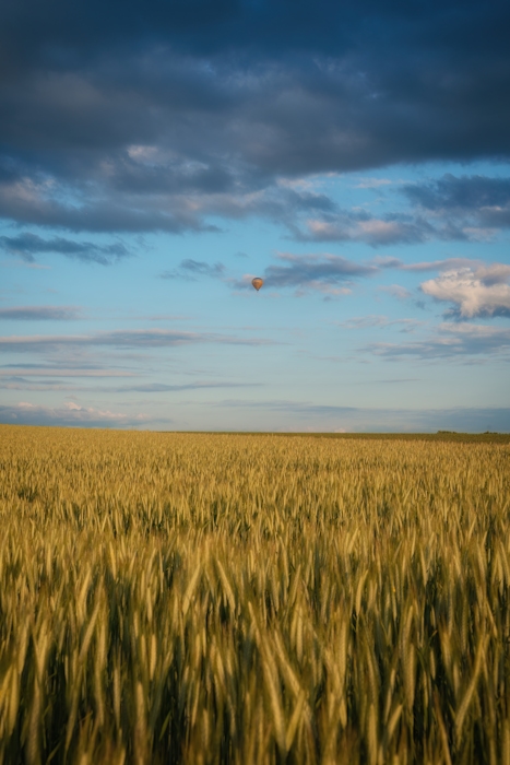 Golden Field Landscape Wallpaper