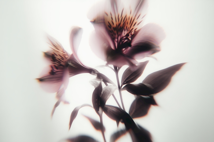 Delicate Lily Essence Wallpaper | happywall.com