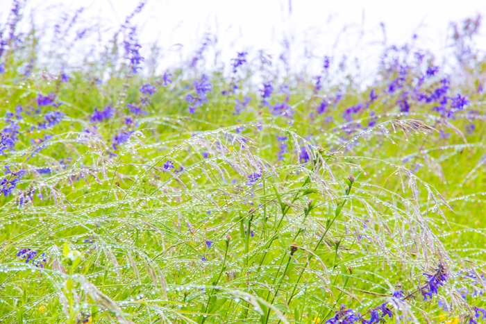 Morning Dew Meadow Wallpaper - happywall.com