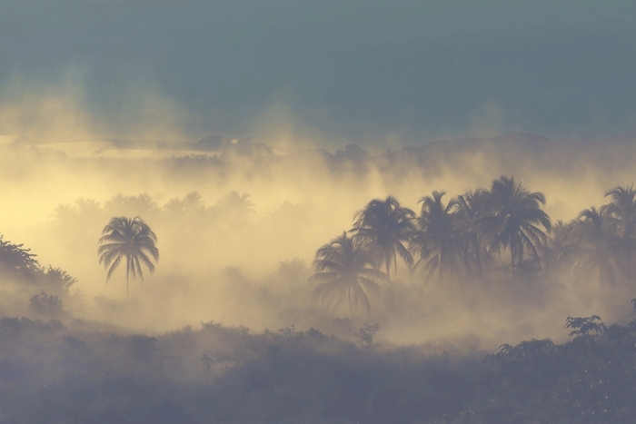 Tropical Mist Morning Wallpaper - happywall.com