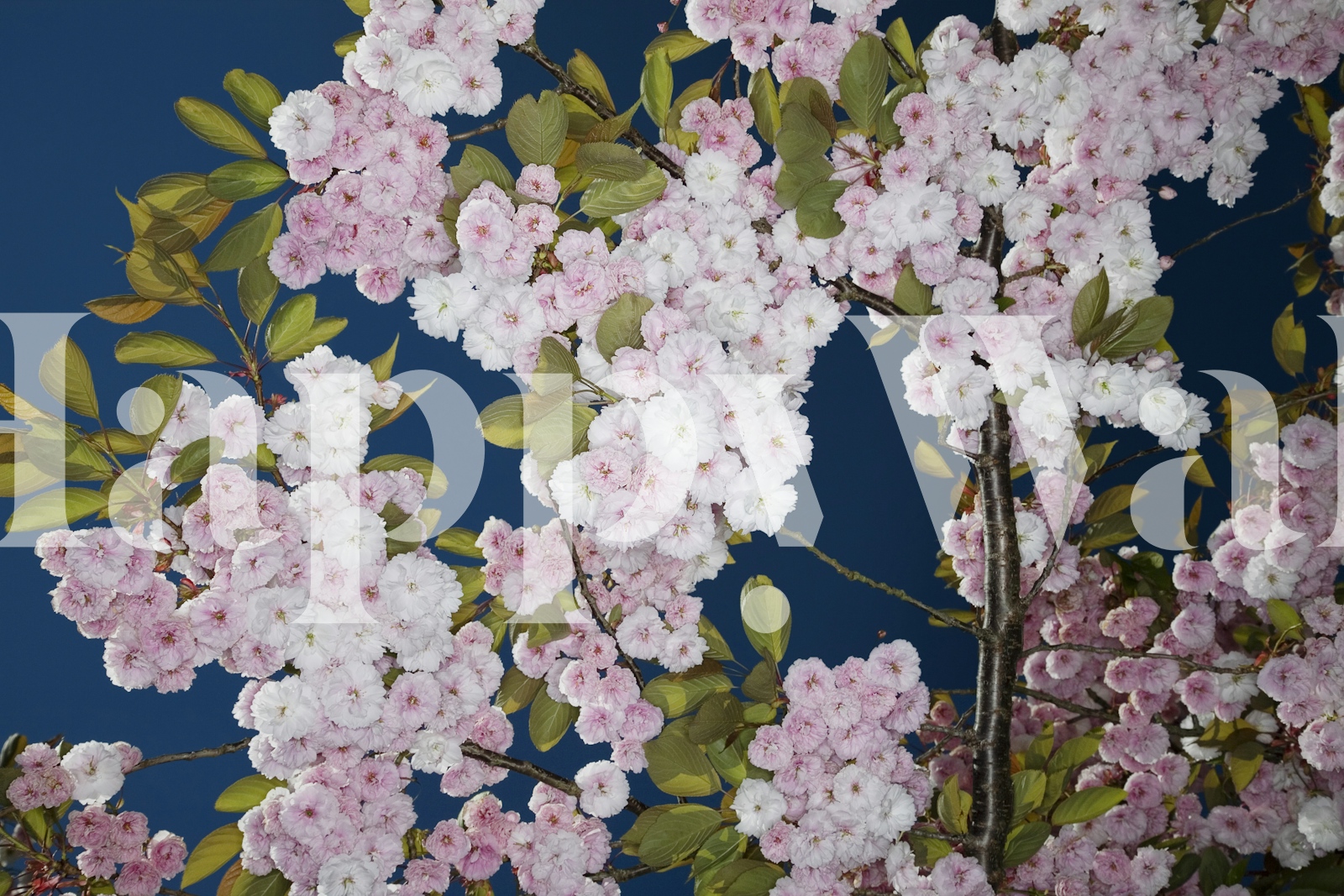 Blooming Cherry Trees Wallpaper | Happywall