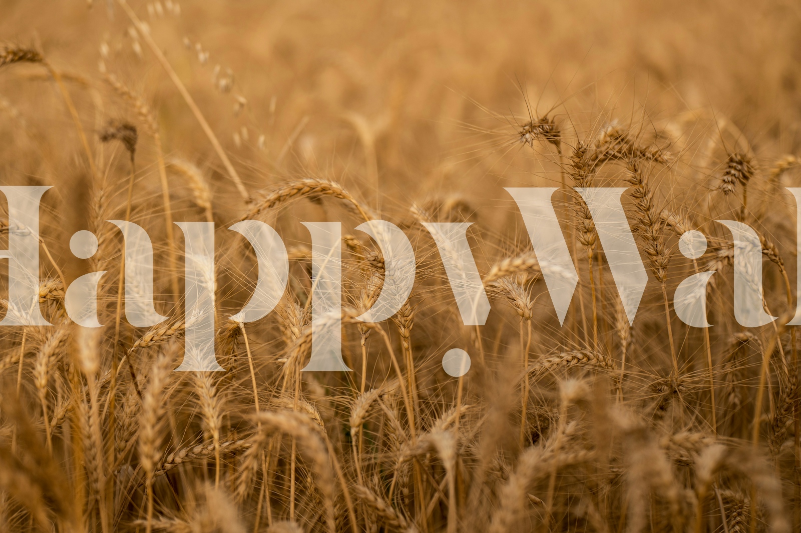Harvest Season in the Fields Wallpaper