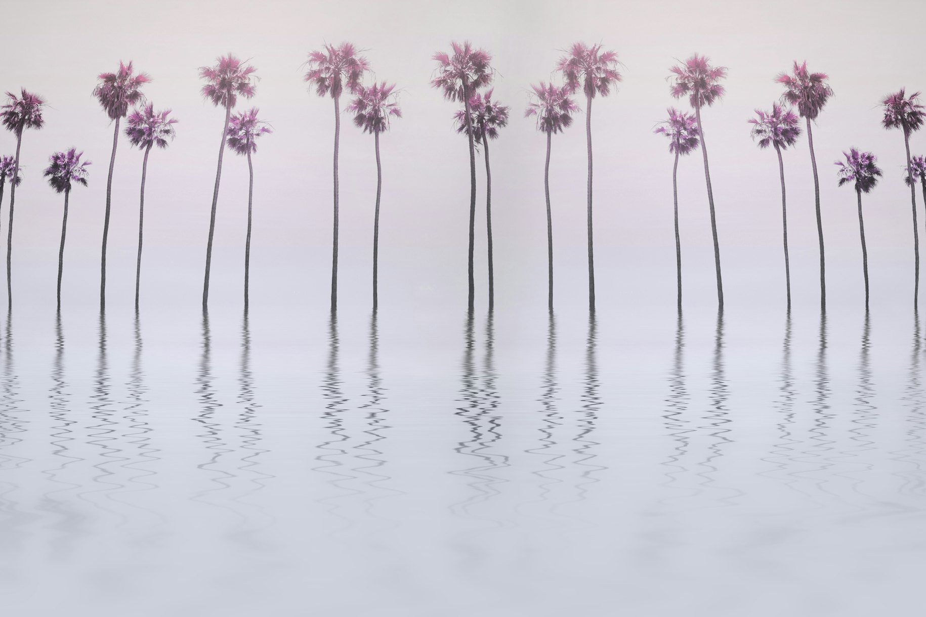 Pink Palm Trees and Water Wallpaper - Happywall.com