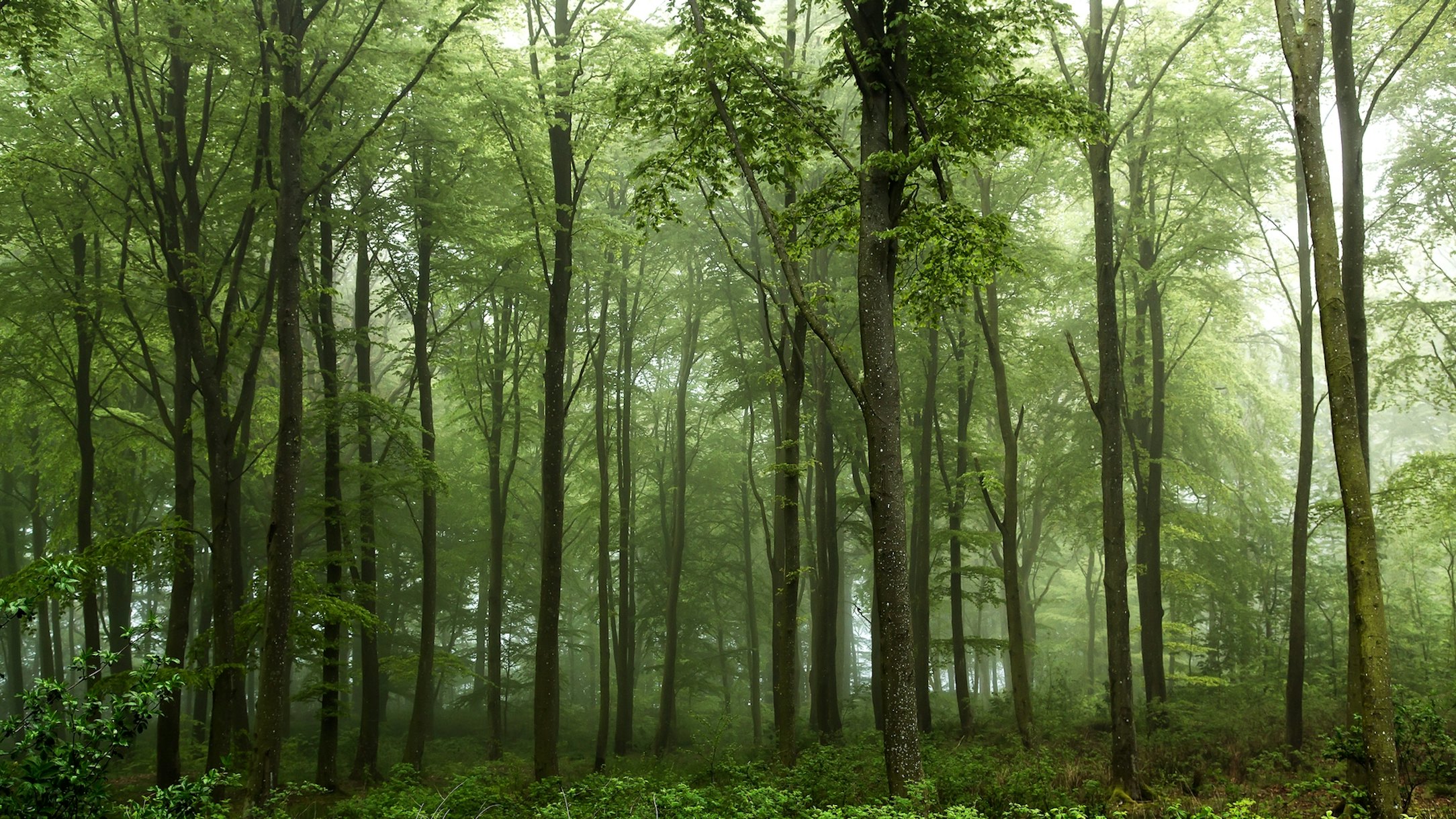 Danish Forest Fog Wallpaper | Happywall