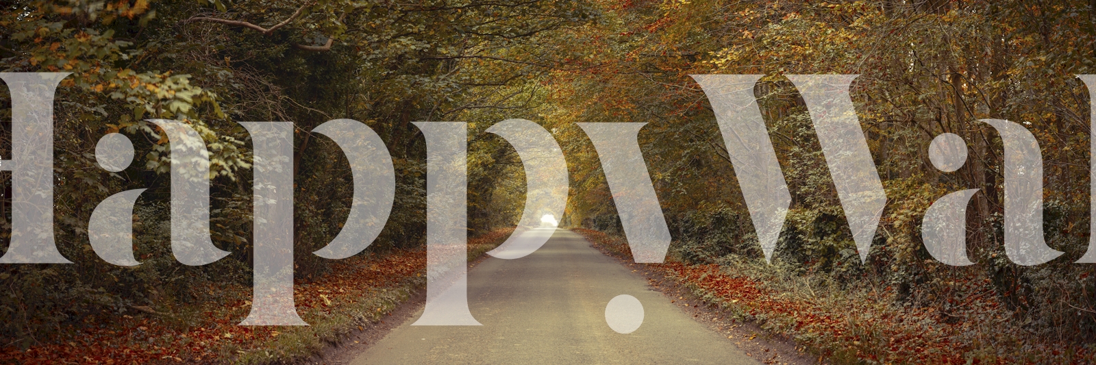 Breathtaking Drive in Fall Forest Wallpaper