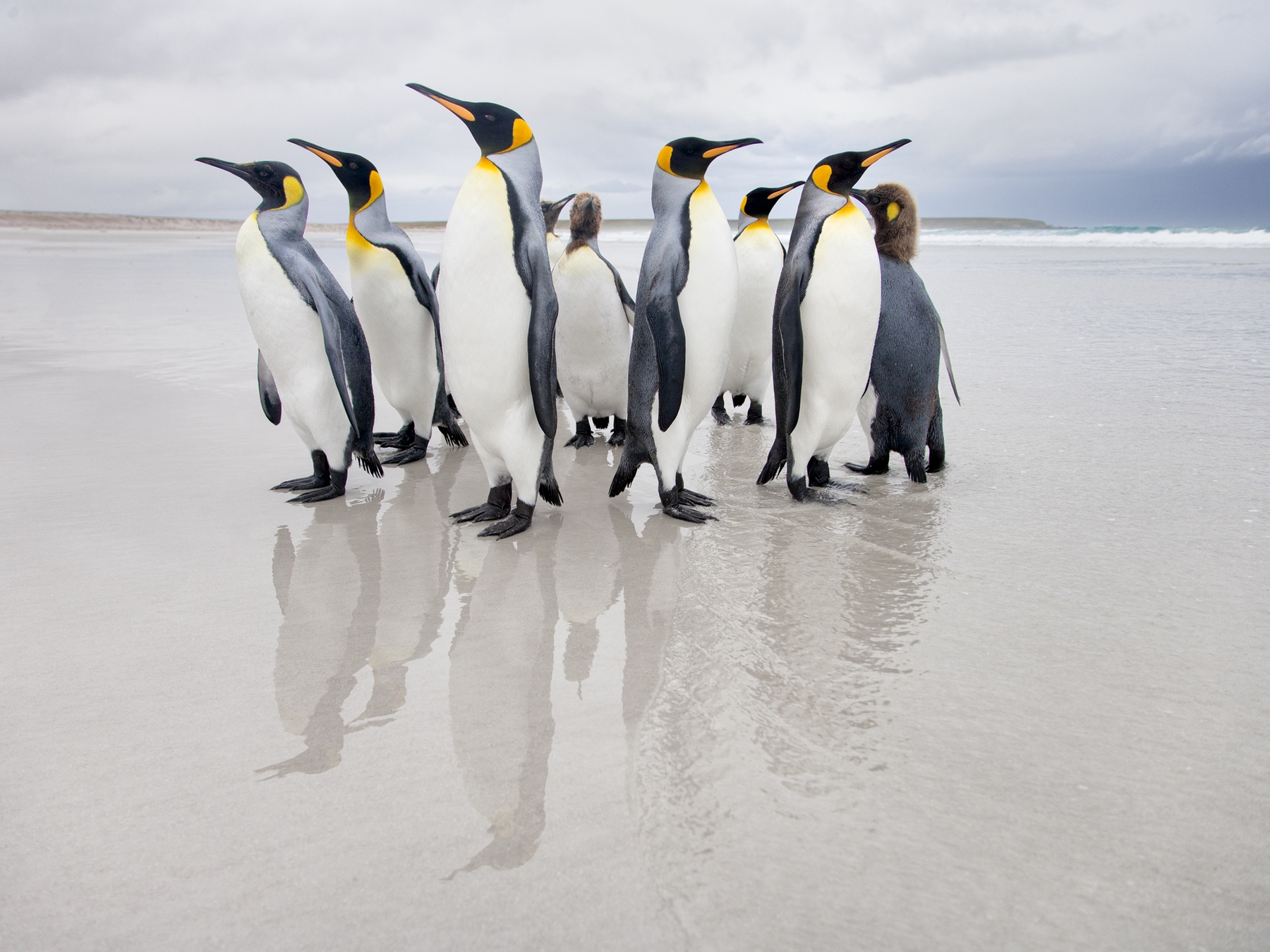 Penguins 2 Wallpaper - Buy Now from Happywall.com