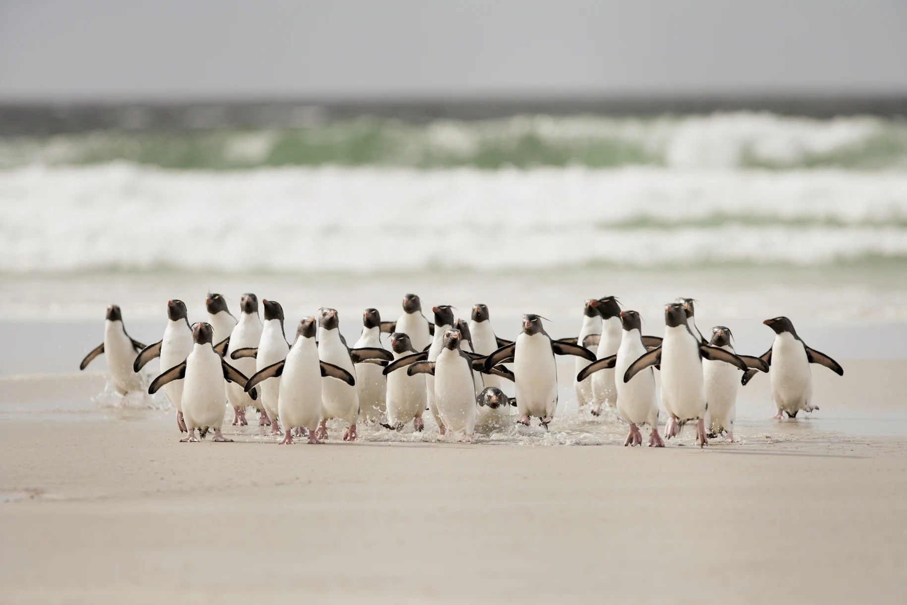 Penguins at the Beach Wallpaper - Happywall