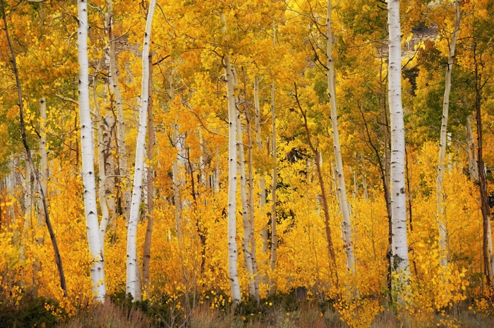 The Pando Aspen in Utah Wallpaper