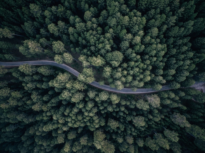 Green Tree Forest Wallpaper