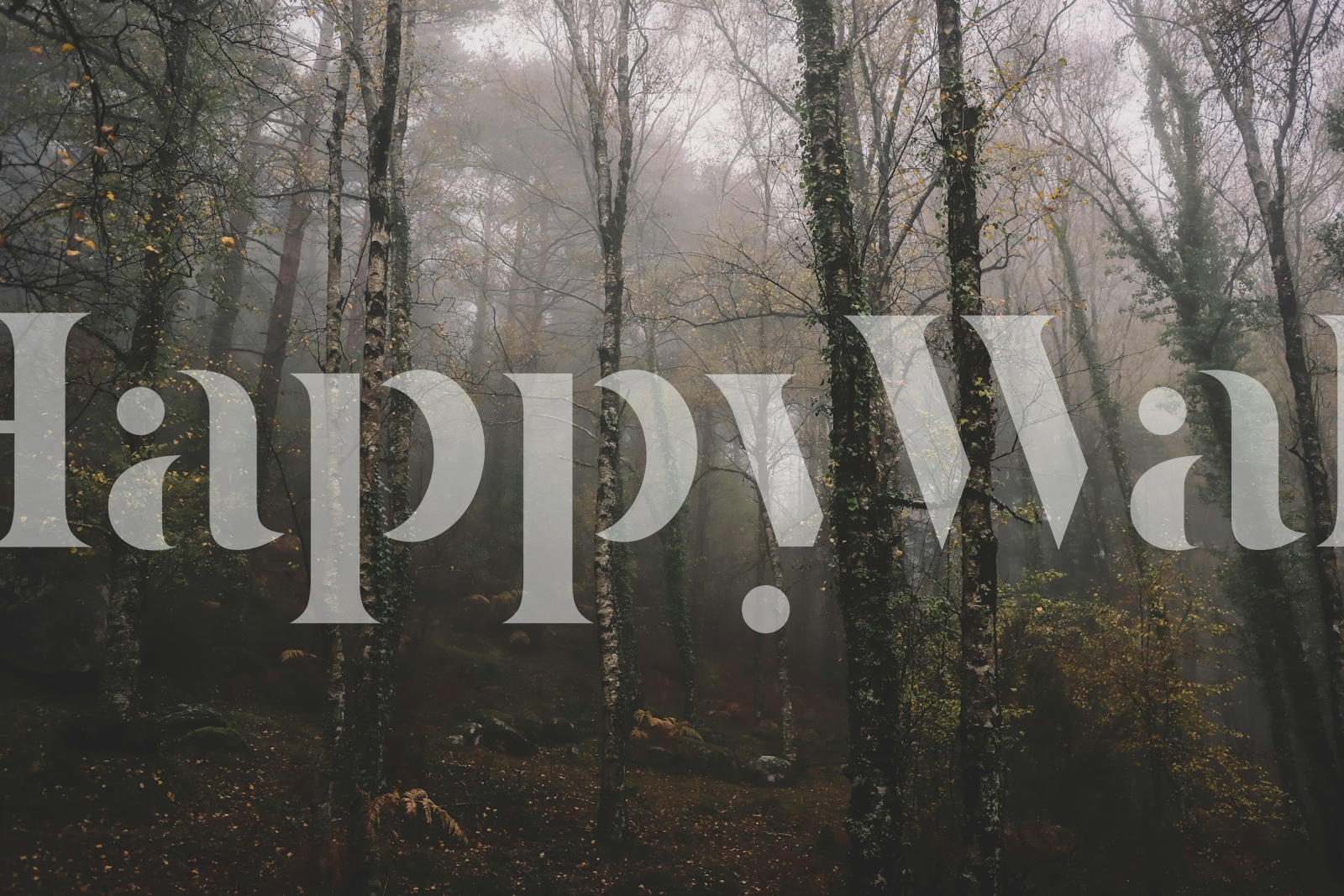 Moody Forest Trees Wallpaper