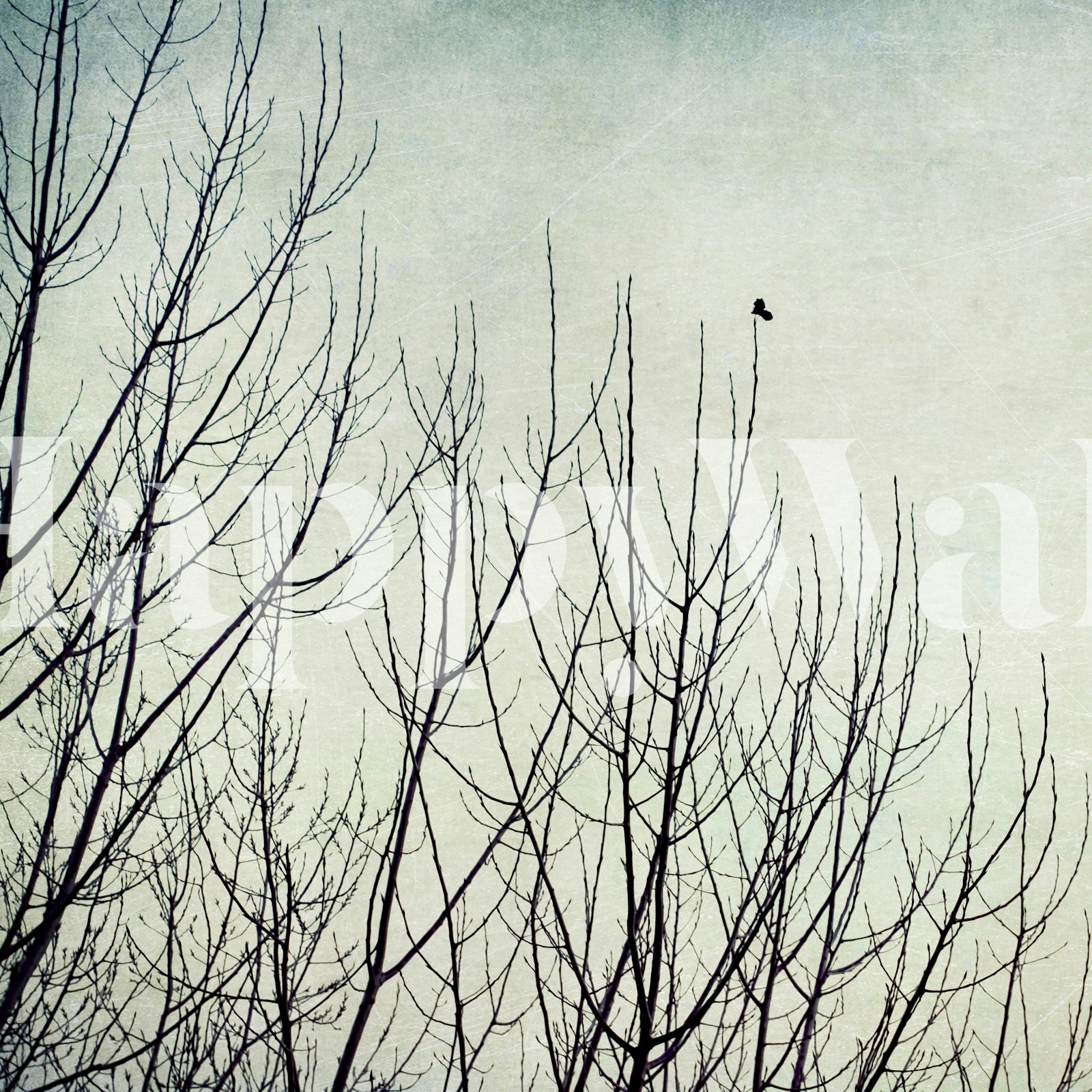 Tree Lone Leaf Wallpaper - Happywall