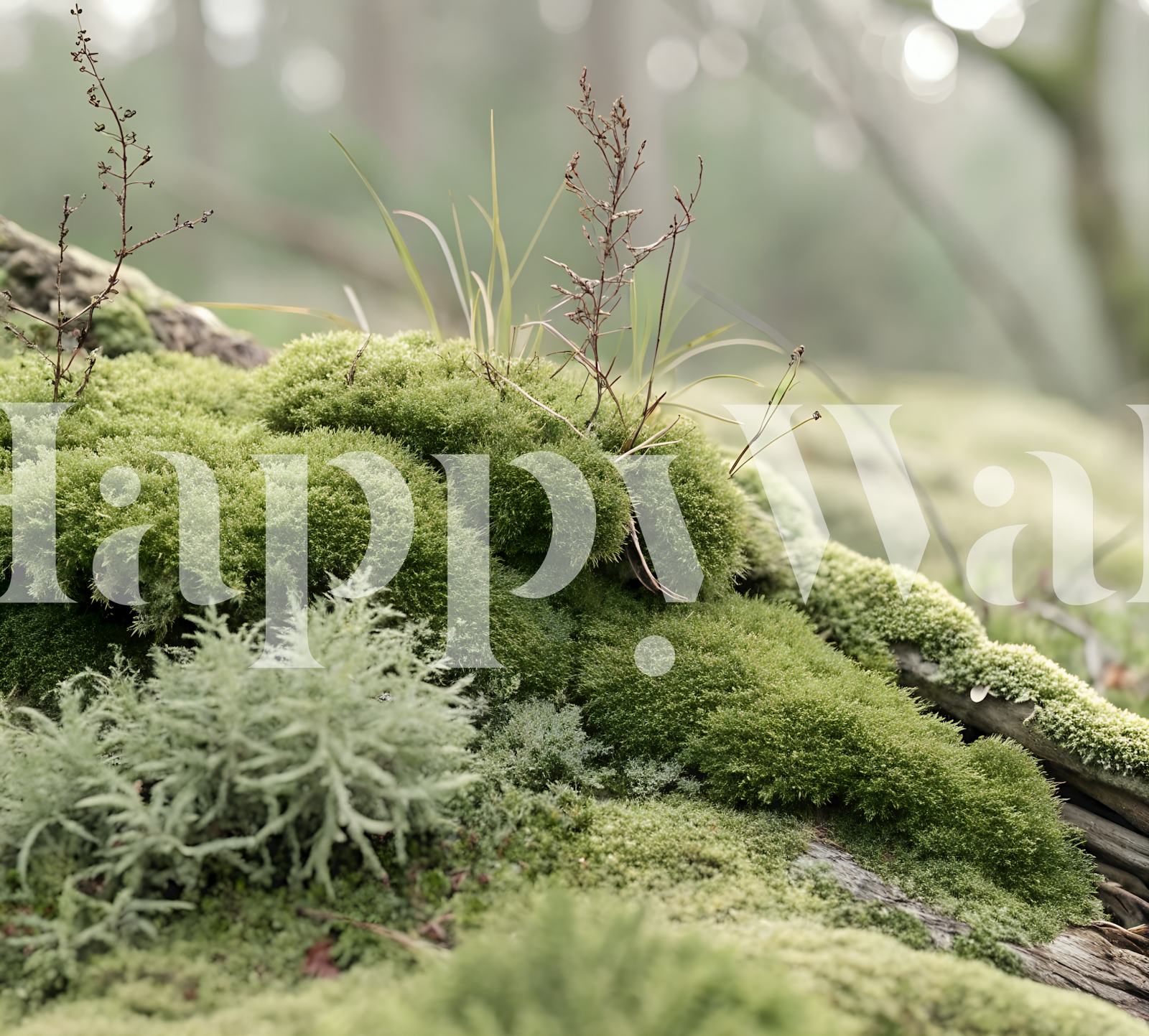 Mossy Forest Floor Closeup papiers peint | Happywall