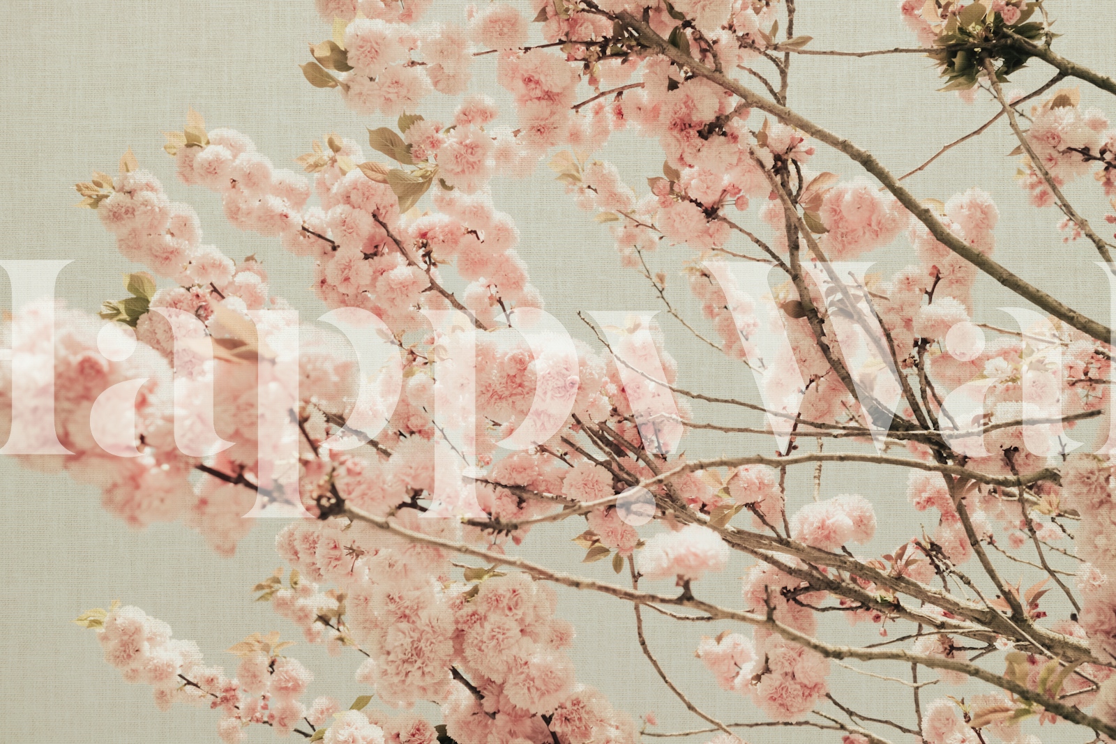 Flowers in Spring Sakura Blossoms wallpaper | Happywall