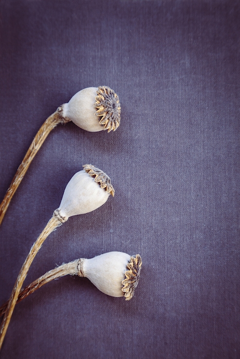 Poppy Seed Heads Wallpaper | Happywall