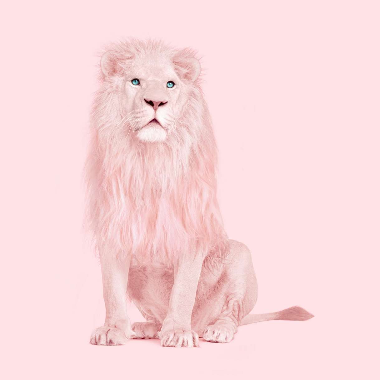 Buy PINK LION wallpaper - Happywall