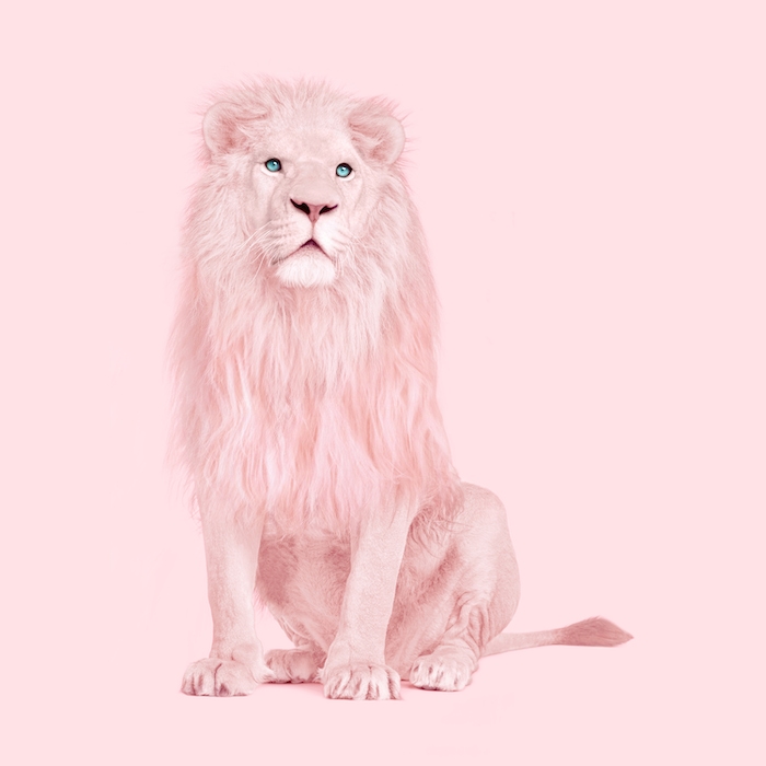 Pink Lion Wallpaper | Happywall