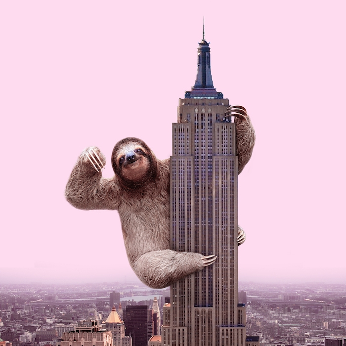 King Sloth Wallpaper - High-Quality Wallpapers by Happywall