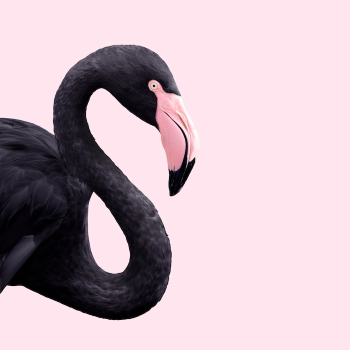 Black Flamingo Wallpaper - Stylish wall art for your home