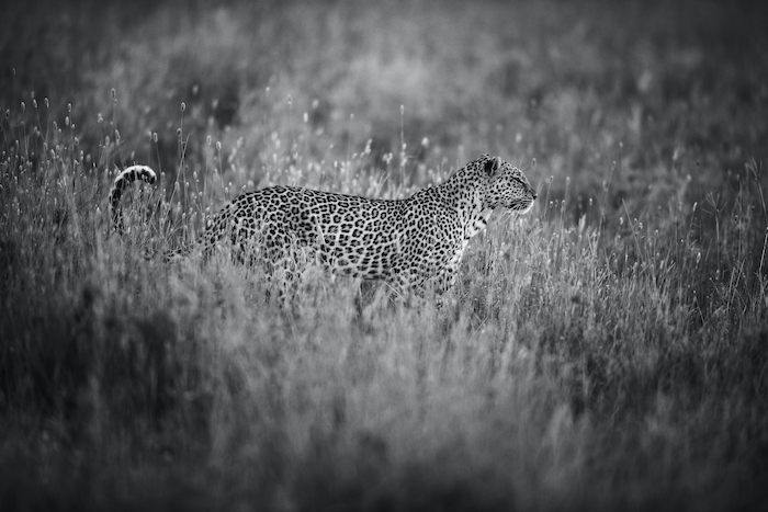 Black Leopard Wallpaper for Modern Decor