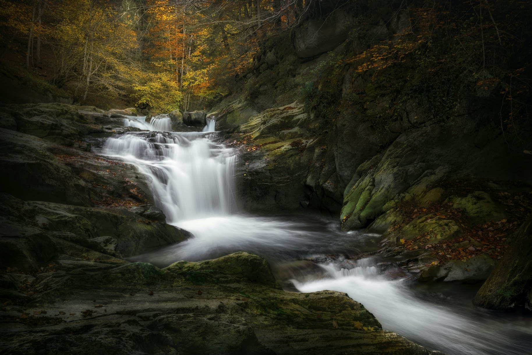 Irati Jungle Wallpaper - Beautiful Rainforest Mural for Your Home ...