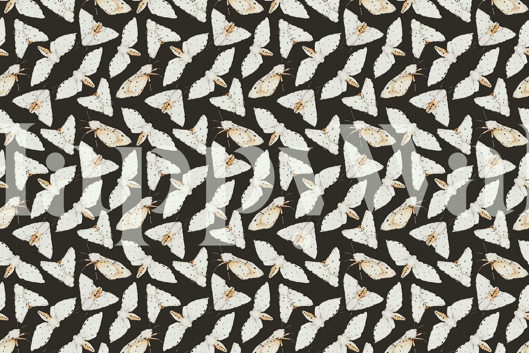 Moth Wallpaper - Black Moth Pattern Wall Mural - Happywall