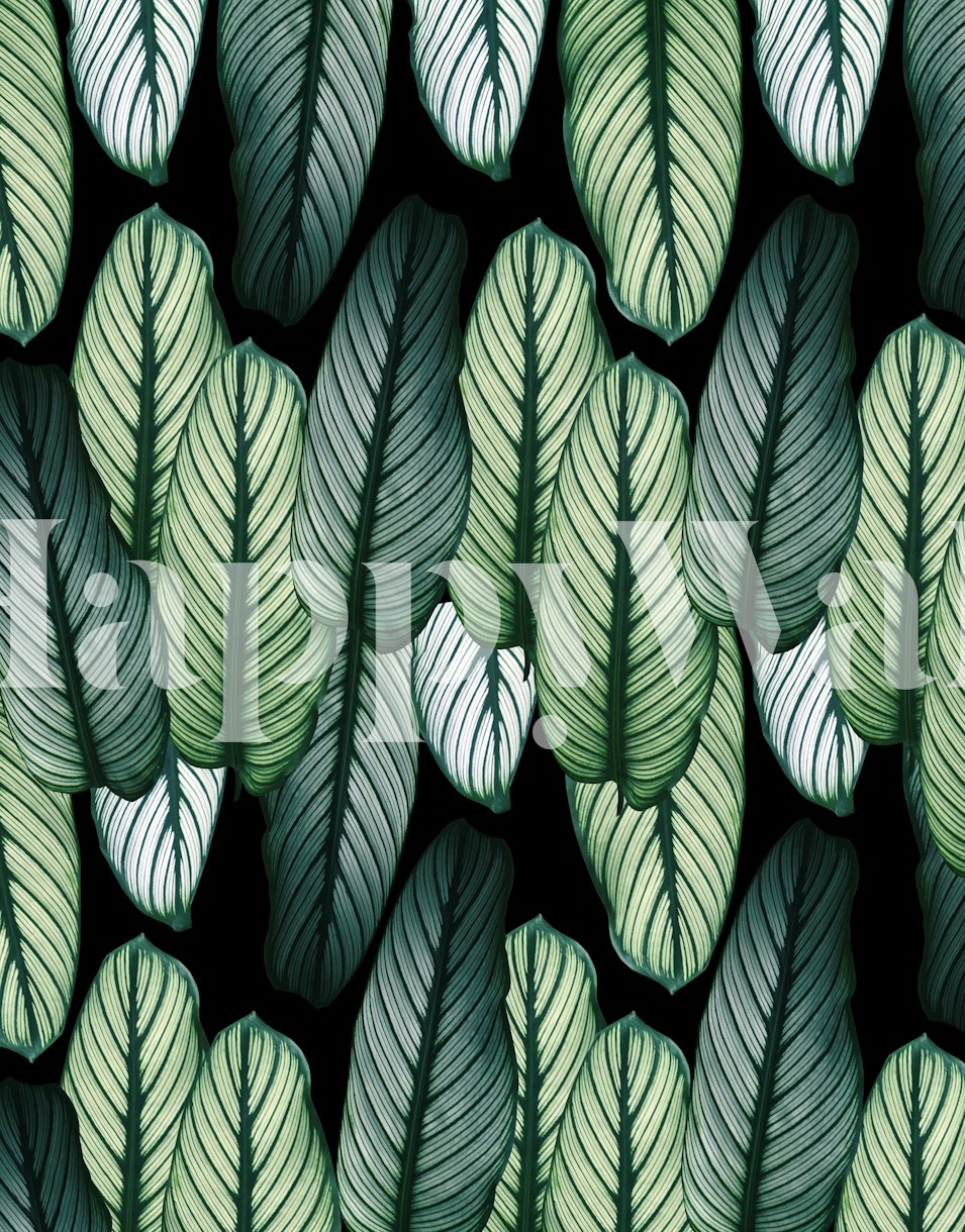 Calathea Leaves Pattern 3 Wallpaper | Happywall
