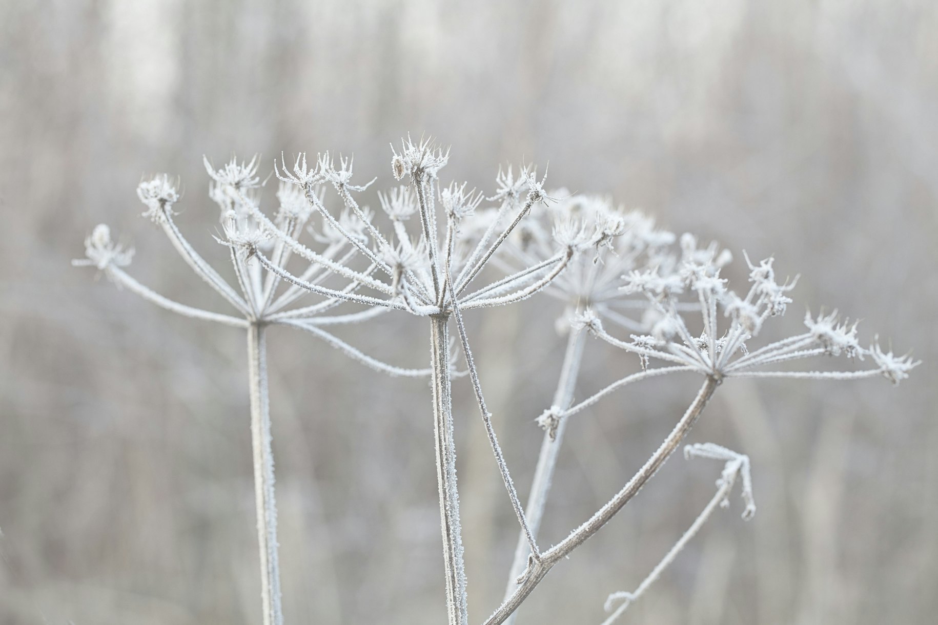 Delicate Winter Flower wallpaper - Happywall