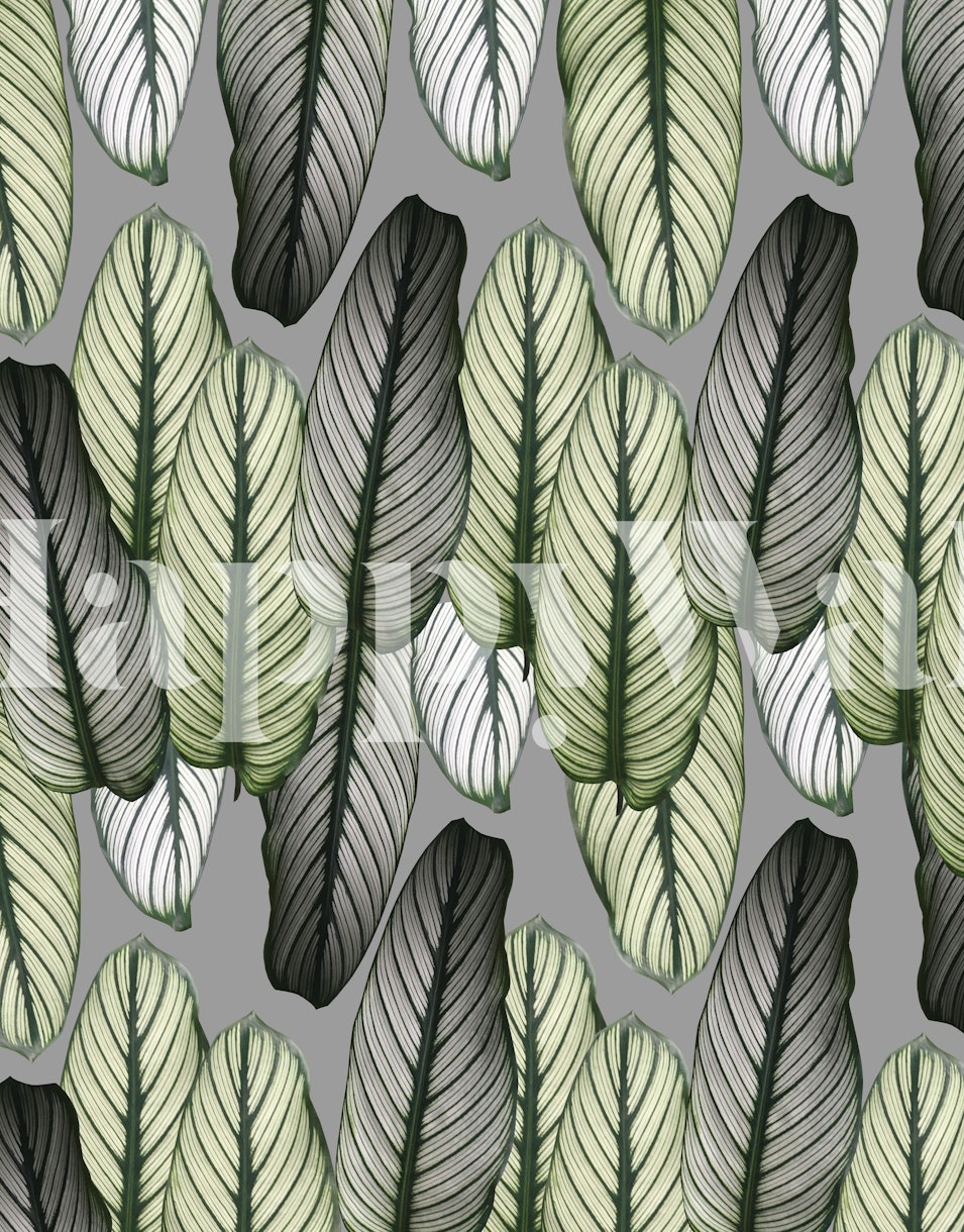Calathea Leaves Pattern 4 wallpaper - Happywall