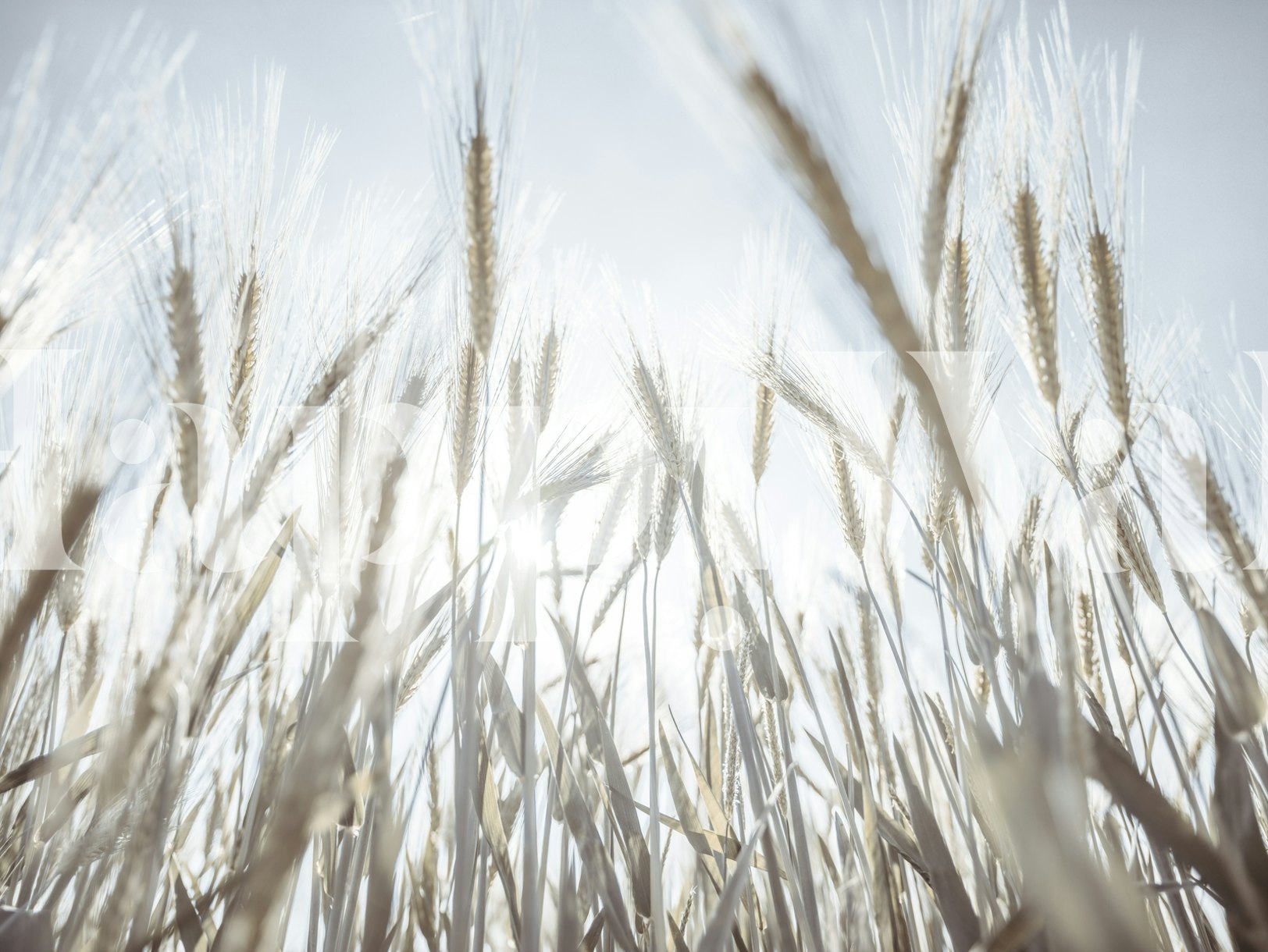 Sun Rays Through Barley Field Wallpaper | Happywall