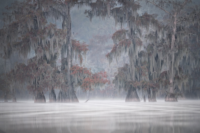 Serene Bayou Wallpaper Mural | Calming Nature Wall Decor