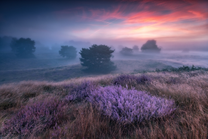 The Colors of Heather Wallpaper | Buy Online on Happywall