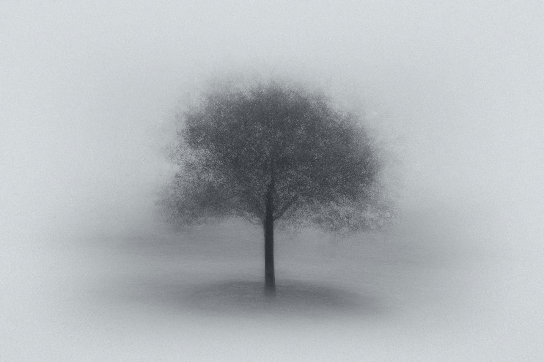 Tree in Fog wallpaper | Happywall