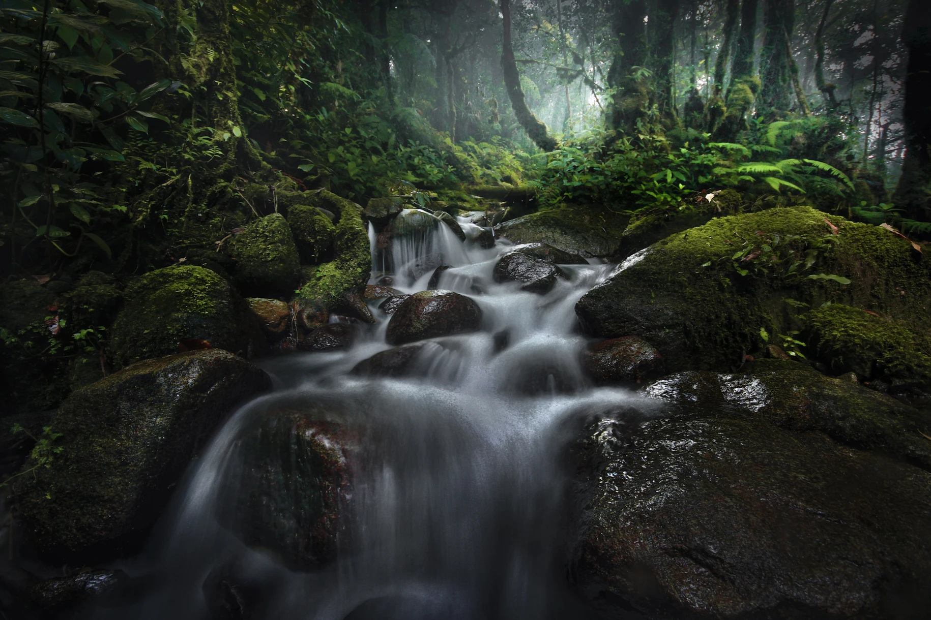 Borneo Rainforest Wallpaper - Tropical Jungle Nature | Happywall