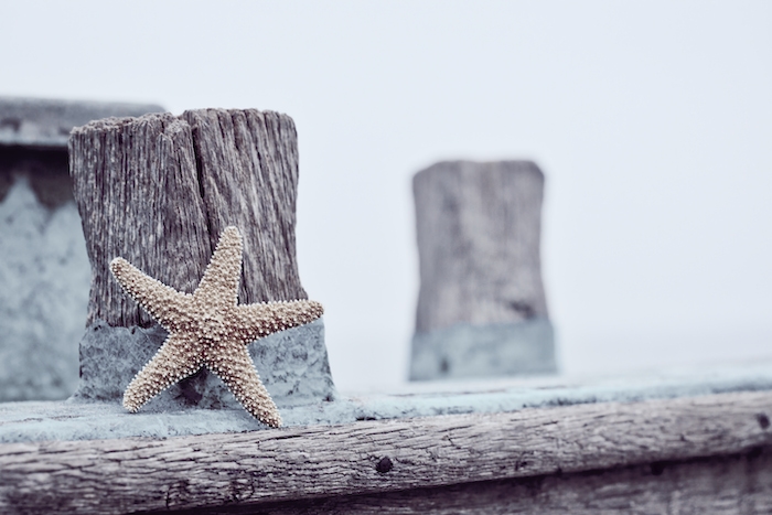 Rustic Marine Starfish Wallpaper | Buy Online at Happywall