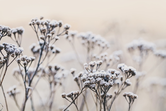 Fragile Plants Winter Morning wallpaper wallpaper | Happywall