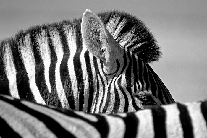 Curious Zebra Wallpaper - Unique Animal Wallpapers | Happywall