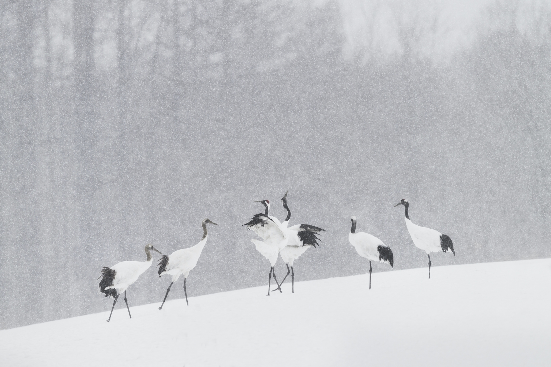 Japanese Cranes Wallpaper - Buy Online at Happywall